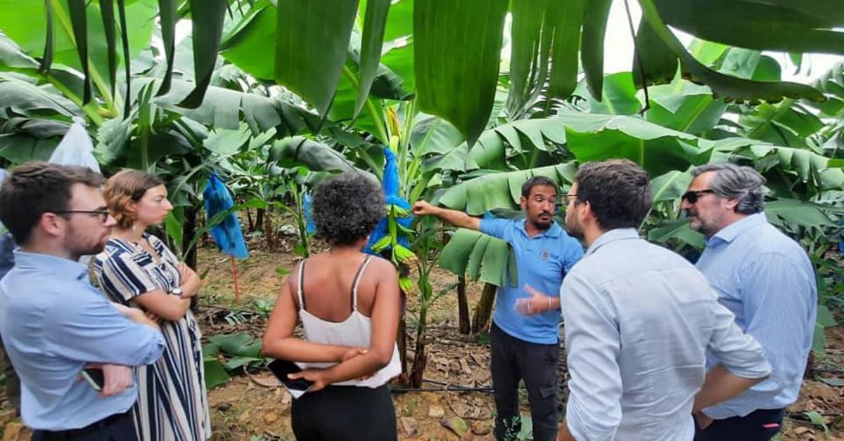 Golden Exotics Limited Inaugurates Banana Plantation in Volta Region ...